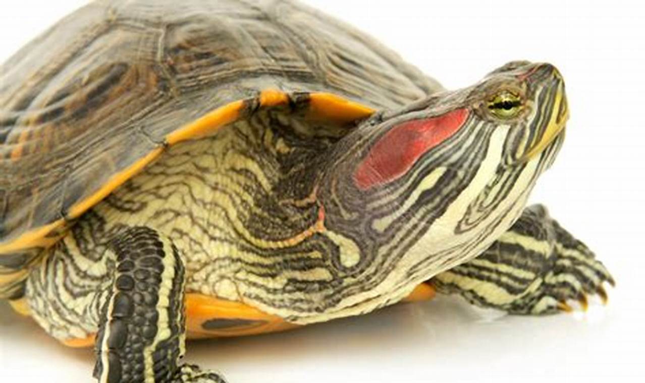 Your Essential Guide to Red Ear Slider Turtles: Everything You Need to ...