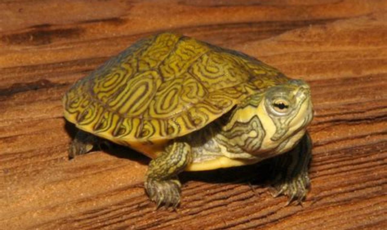 Buy Your Yellow Belly Slider Turtle Today - Ultimate Pet Companions